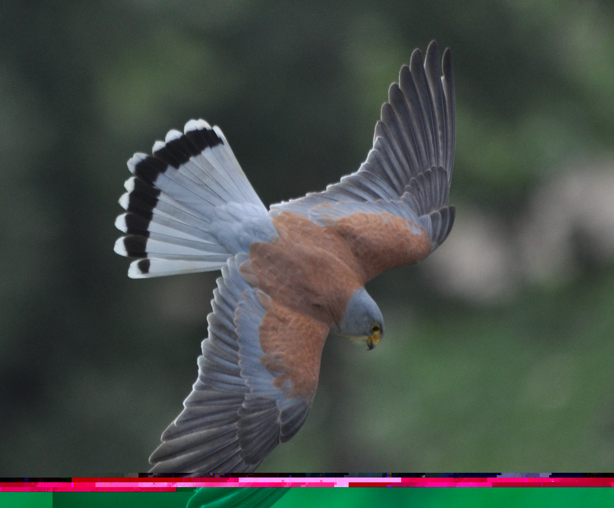 הבזיים (Falconidae) - ECOnomarks